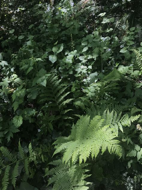 Assorted Greens In Forest Park Rportland