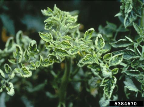 Tomato Yellow Leaf Curl Resistant At Shirl Wright Blog