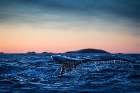 1080p Blue The Atlantic Ocean Whale Tail Humpback Whale Tail