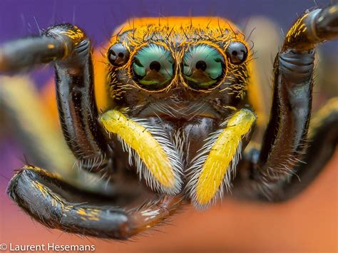 Phiale Sp Jumping Spider On Behance