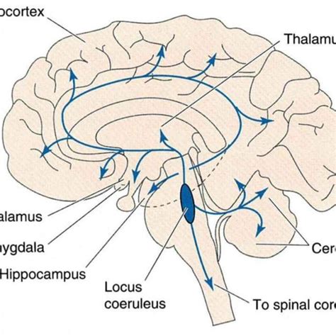 The Locus Coeruleus Norepinephrine Lc Ne System Download