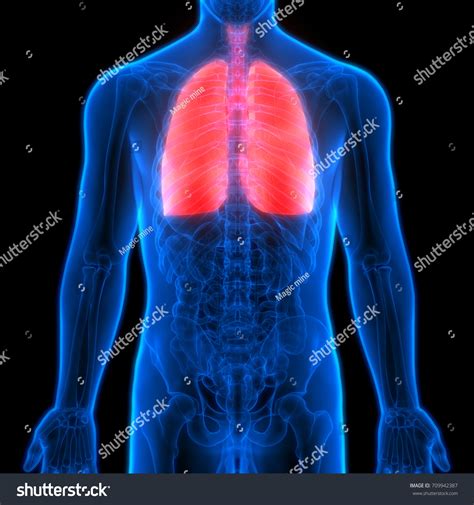 Human Anatomy Back View Organs