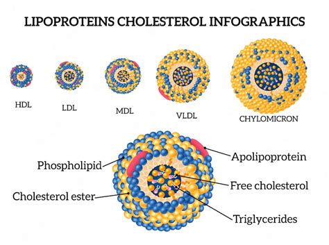 Free Vector Lipoproteins Cholesterol Realistic Infographic Set With