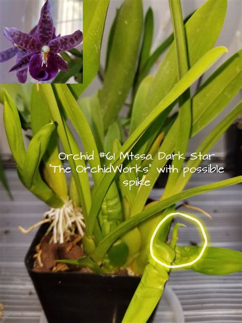 44 Current Spikes And Keiki Ideas Types Of Orchids Orchids Keiki