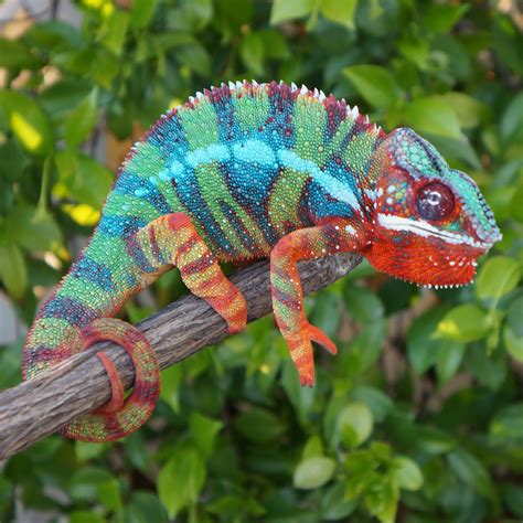 Panther Chameleon Locales How To Choose Chameleon Academy