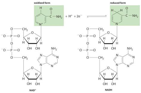 Nad E Nadh Nicotinammide Adenina Dinucleotide