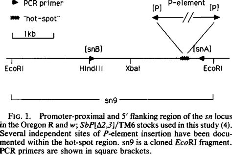 Figure 1 From Site Selected Transposon Mutagenesis Of Drosophila P