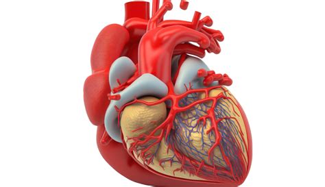 Human Heart Internal Organ Heart Shape Human Heart Isolated On