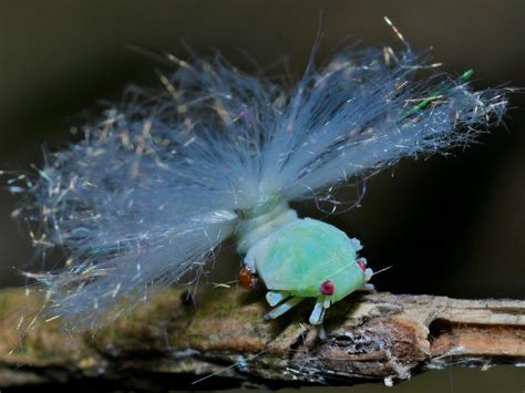 Leafhopper Nymph Cicadellidae In Kibale Forest Np Uganda