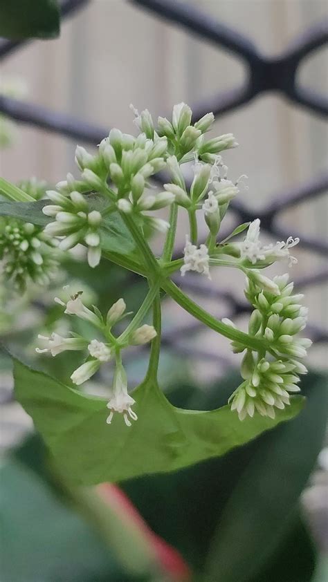 觀葉植物迷交流站 請問誰能幫我解答一下這是什麼藤蔓，我陽台沒有種植藤蔓，但最近陽台的網上長出藤蔓讓我很困擾，請問誰能告