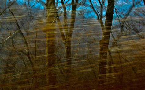 Fall Movement Woods Free Photo On Pixabay Pixabay