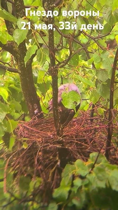 Гнездо серой вороны 21 мая 32й день Птенец бодро прыгает в гнезде