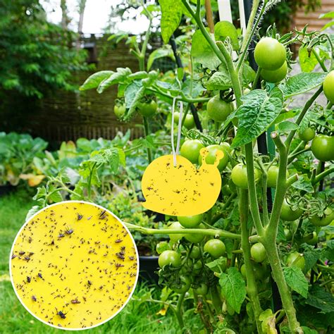 Muyoka Trampas Adhesivas Amarillas Para Moscas De Frutas Trampas Para