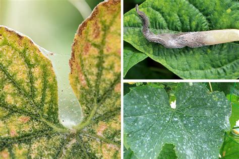 Common Cucumber Problems And How To Fix Them Patient Gardener