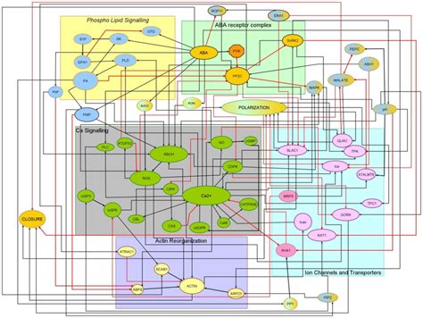 Figure1 Aba Signaling Network Network Created With The Yed Graph Download Scientific Diagram