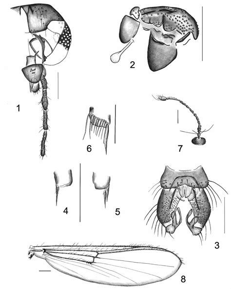Figures 18 In A New Neotropical Species Of The Genus Parochlus