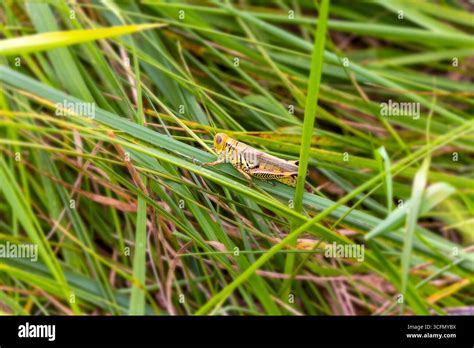 Grasshoppers Melanoplus Spp Feed On A Wide Variety Of Plants And Can