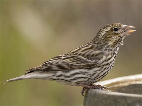 Cassins Finch Ebird