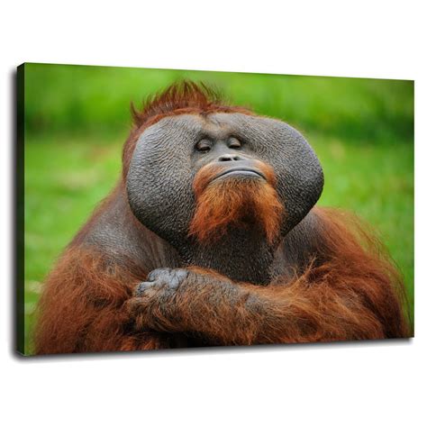 Silly Orangutan