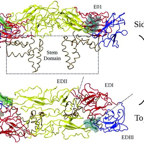 Structure Of The Envelope E Protein And Localization Of The Putative