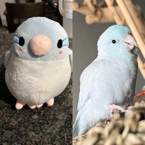 Parrotlet Plushie Came Rparrotlet