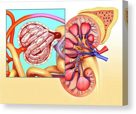 Glomerulus Structure