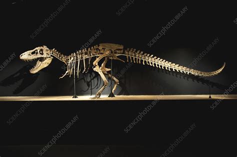 Tarbosaurus Bataar Dinosaur Skeleton Stock Image C0546306
