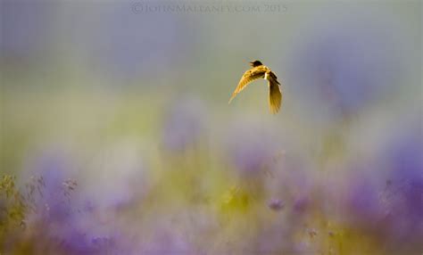 Skylark Over Cornflower Field John Mallaney
