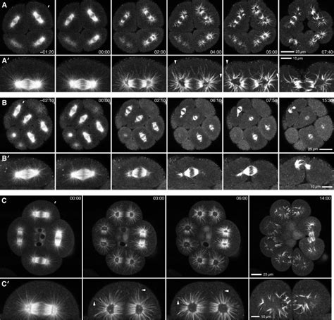 Nocodazole Insensitive Microtubules Exhibit No Orientation Bias In