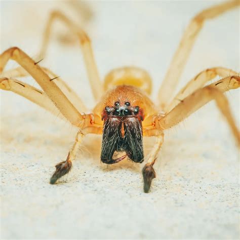 Yellow Sac Spiders Utahs Ceiling Stalkers