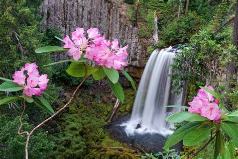 Cascade Fleurs Rose Photo Gratuite Sur Pixabay Pixabay