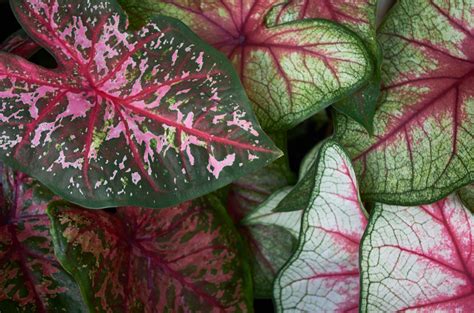 Variegated Meaning Variegation And Colour In Plants • Tradescantia