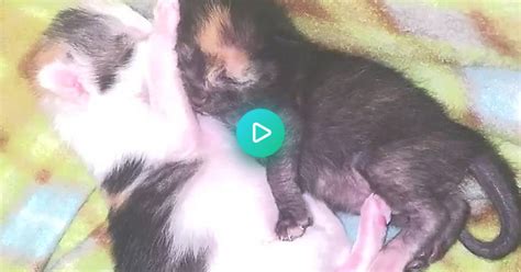 Squeak Album On Imgur