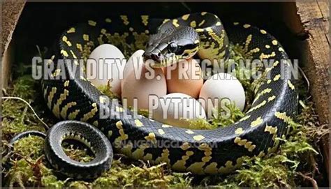 Is Your Ball Python Pregnant 7 Clear Signs Every Owner Must Know
