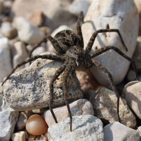 10 Fun Facts About Fishing Spiders Factopolis