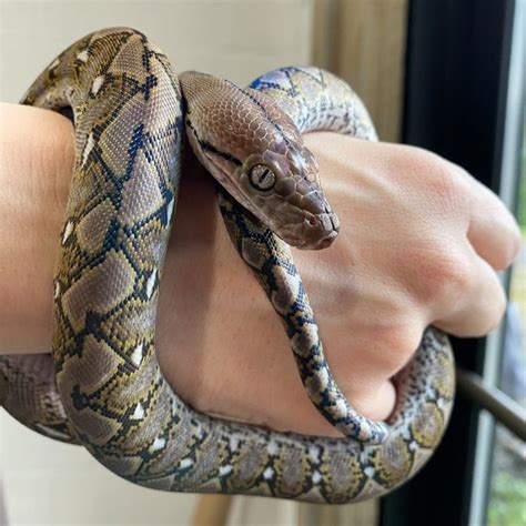 D Anery 66 Het Indo 66 Het Purple Reticulated Python By Reach Out Reptiles Llc
