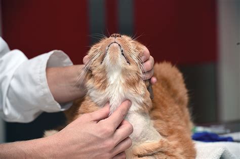 Diagnosing Feline Hyperthyroidism Clinicians Brief