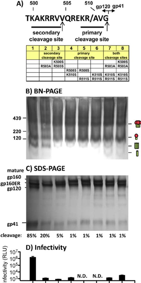 Analysis Of Gp120gp41 Cleavage Site Mutants A The Primary Sequence