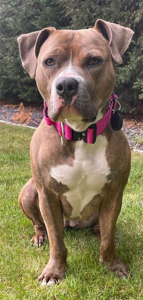 Wonky Puppy Who Couldnt Stand On Her Bent Legs Now Competes In Dog