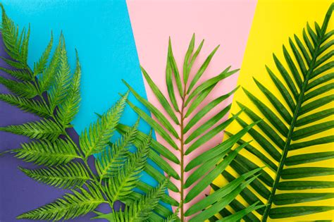 파스텔 노란색 파란색 분홍색 배경에 열대 야자수 잎 최소한의 여름 개념 복사 공간이있는 창조적 인 평면 누워 파스텔 컬러 용지의