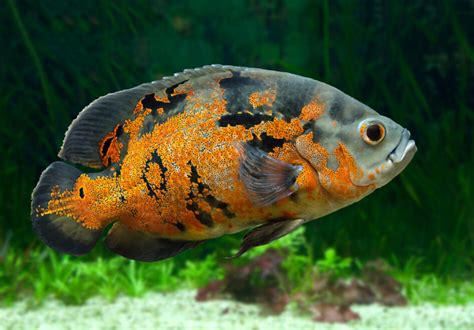 Are There Any Hardy Tropical Fish Help Guides