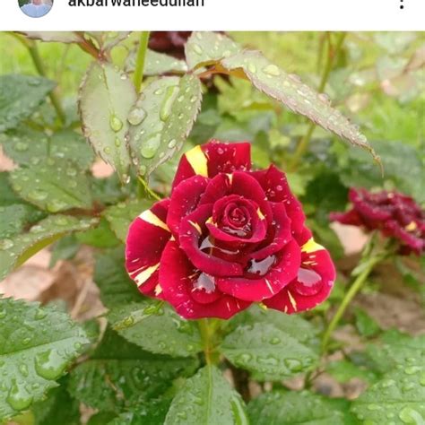 Waheed Akbar Youtube