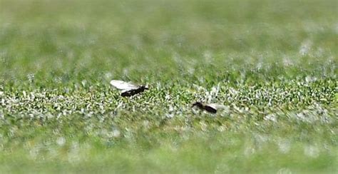 Do Flying Ants Bite And How To Get Rid Of Them Metro News