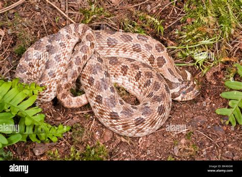 Western Hognose Snake Heterodon Nasicus Nasicus Rear Fanged Venomous