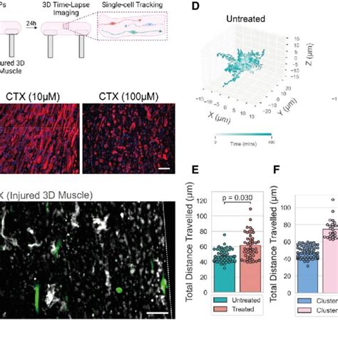 Quasi Vivo Modelling Of Himp Tissue Migration Using 3d Human