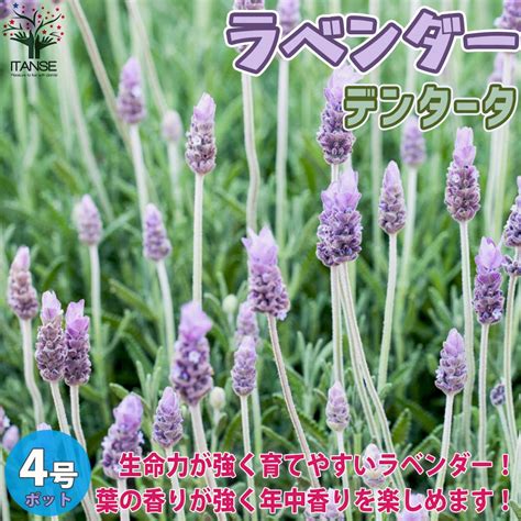 ほのか ラベンダーの苗ラベンダーの苗 ラベンダー苗 フレンチラベンダー ラヴェアンナ ハーブ苗 ハーブの苗 花の苗 家庭菜園 ガーデニング 苗物