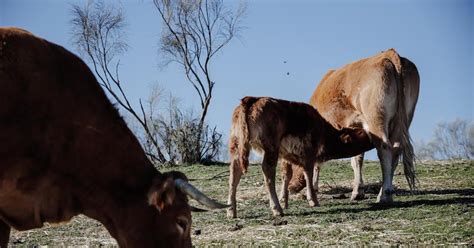 Los Ganaderos Advierten De Que La Falta De Rentabilidad De La Carne