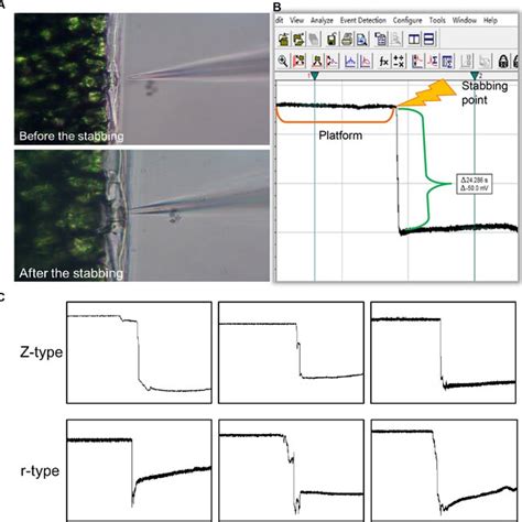 Transmembrane Potential Tmp Detection Via A Patch Clamp System A Download Scientific Diagram