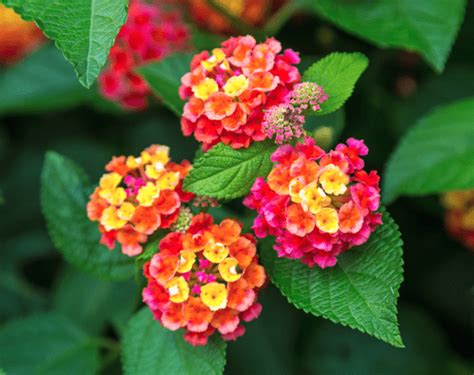 Common Lantana Lantana Camara Care Guide Pests Diseases Watering