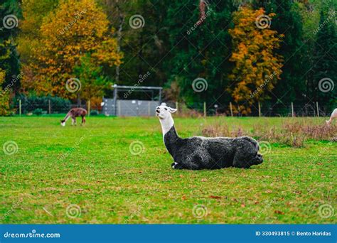 Big Black And White Alpaca Lying On The Green Pasture Grass With Opened